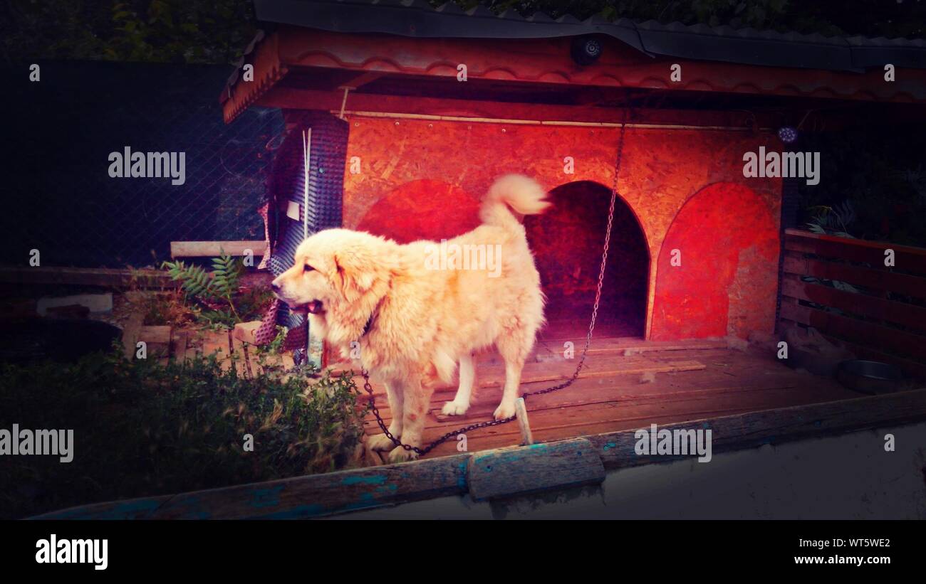 Golden retriever golden retriever dog standing and looking away hi-res ...