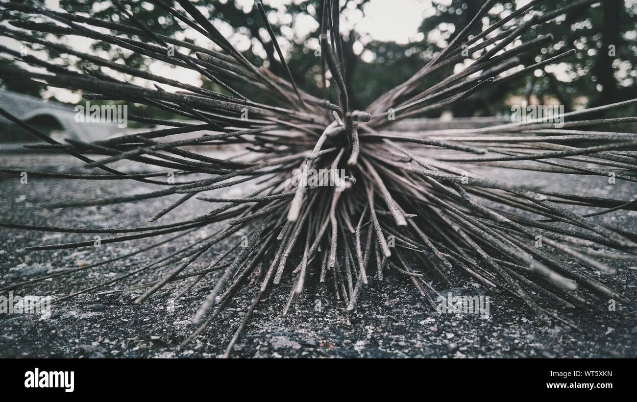 Broom field hi-res stock photography and images - Alamy