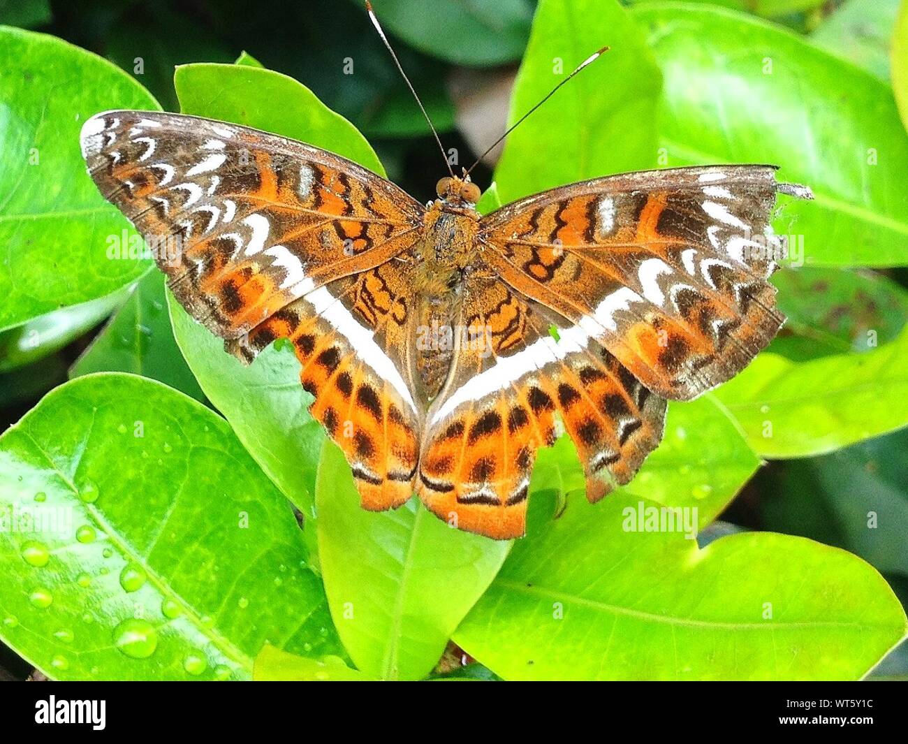 Butterfly wings up close hi-res stock photography and images - Alamy
