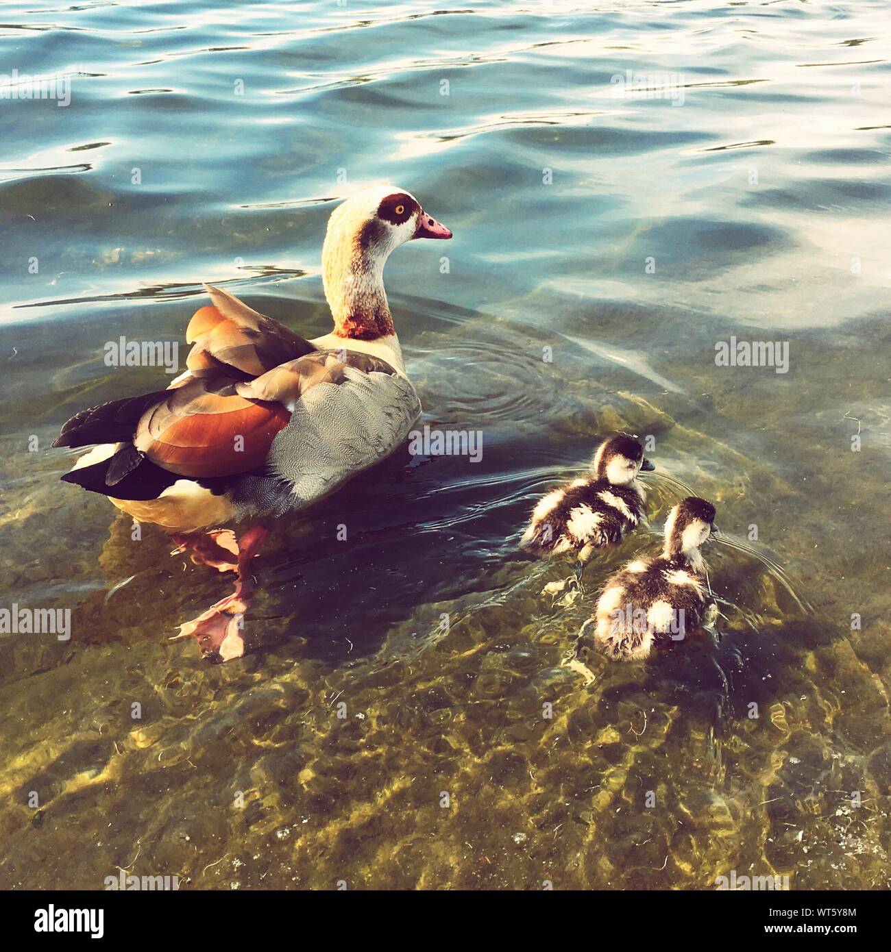 Rear view duck hi-res stock photography and images - Alamy