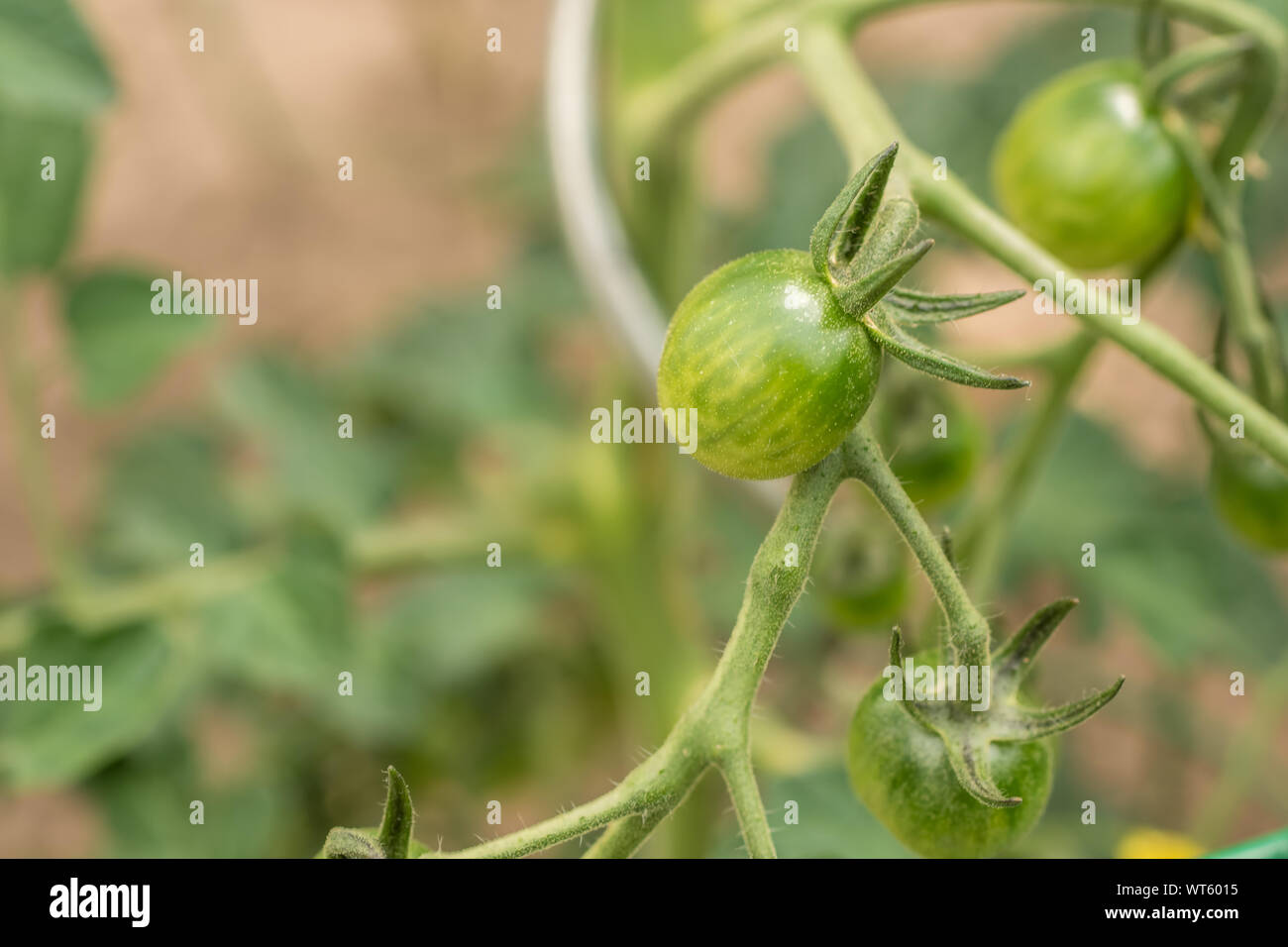 Green tomatoes ripen on the panicle Stock Photo - Alamy