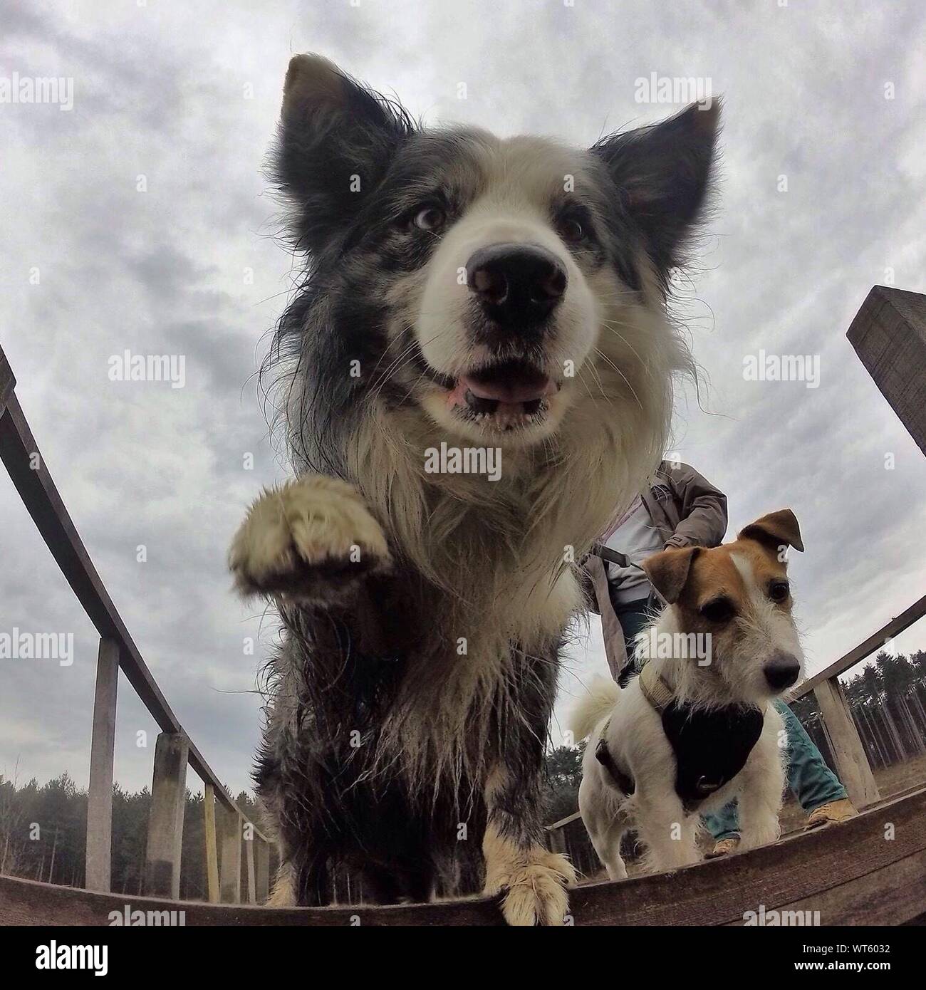 Man and border collie hi-res stock photography and images - Alamy