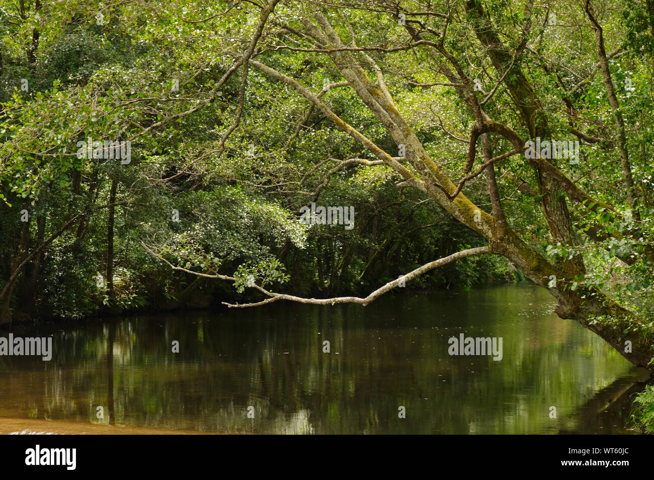 Gois portugal hi-res stock photography and images - Alamy