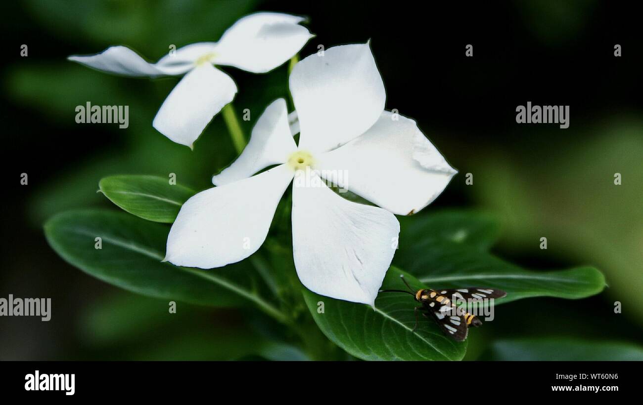 Periwinkle flower garden hi-res stock photography and images - Alamy