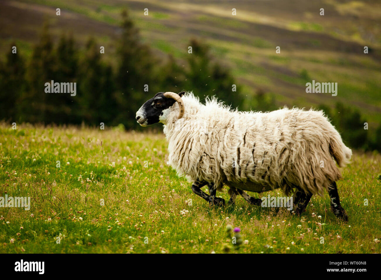 Side view sheep hi-res stock photography and images - Alamy