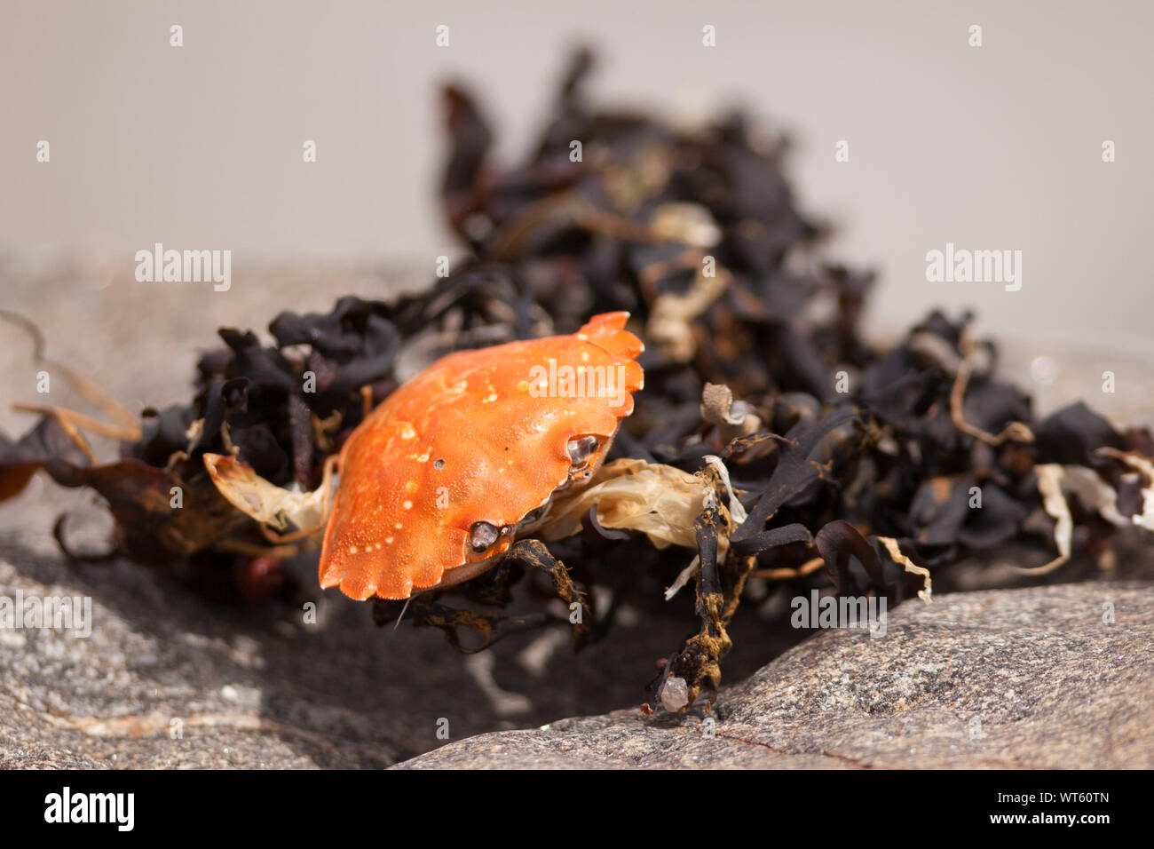 Orange kelp hi-res stock photography and images - Alamy