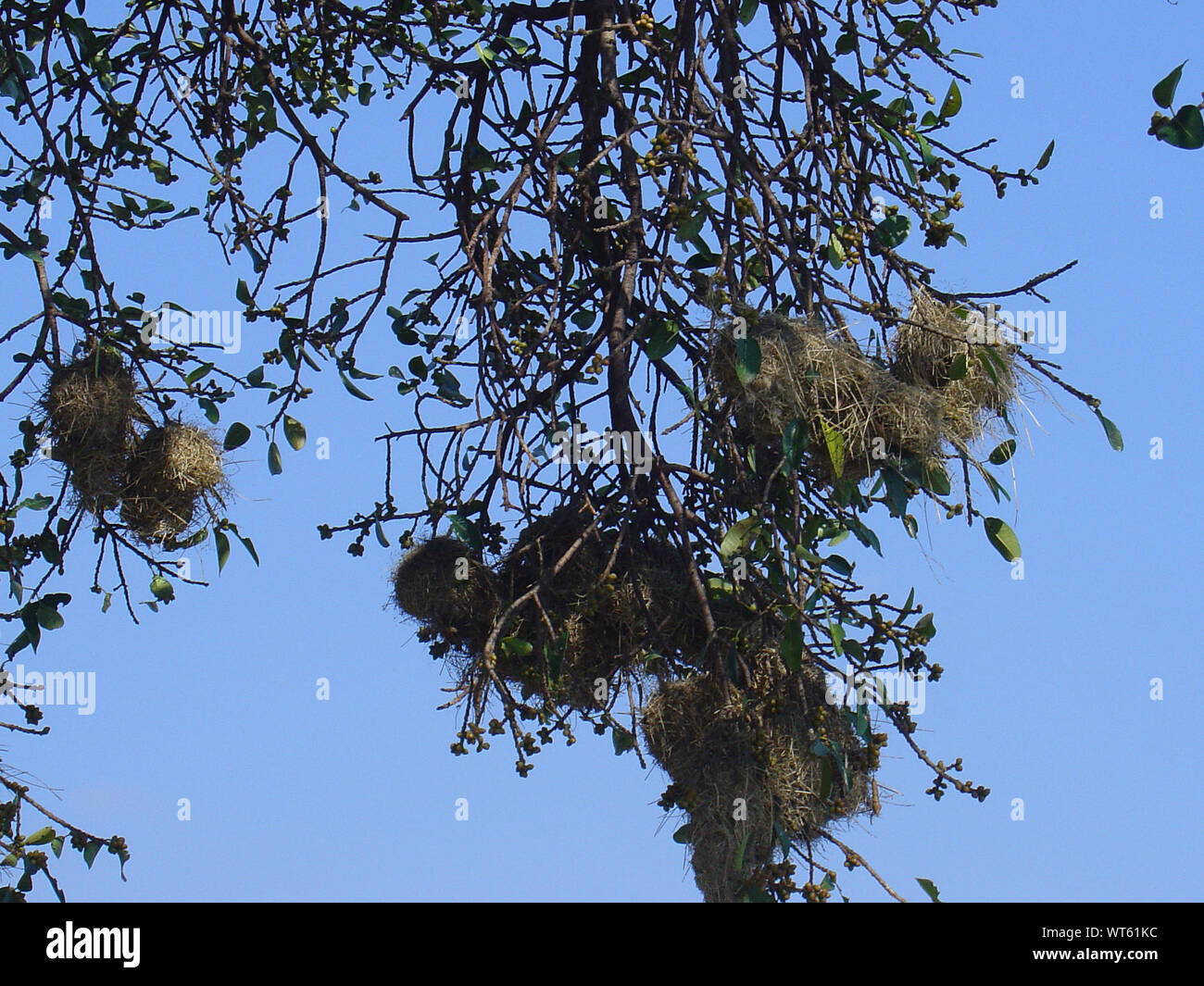 Hanging birds nests at tree hi-res stock photography and images - Alamy