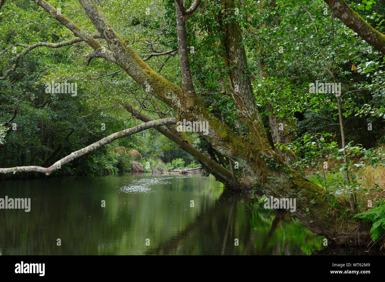 Fluvial beach of Pego Dark. in the village of Gois, Portugal Stock ...