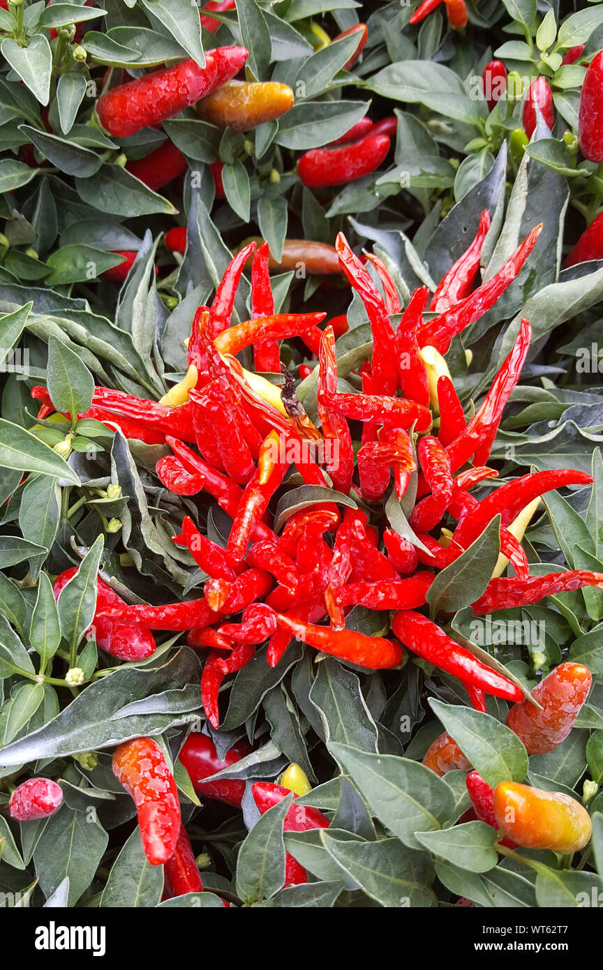 Ornamental chili pepper hi-res stock photography and images - Alamy