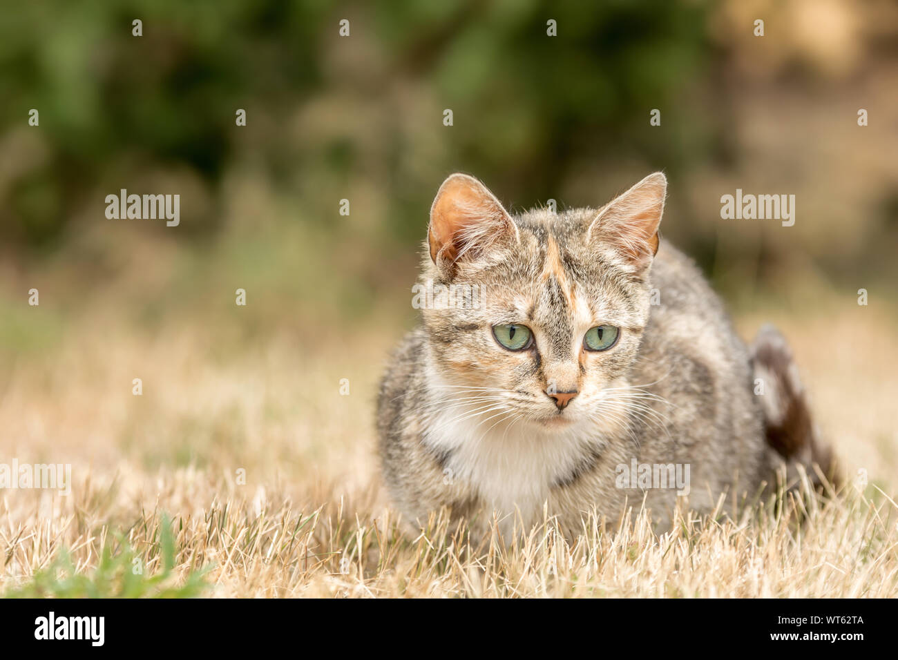 Small three colored kitten hi-res stock photography and images - Alamy