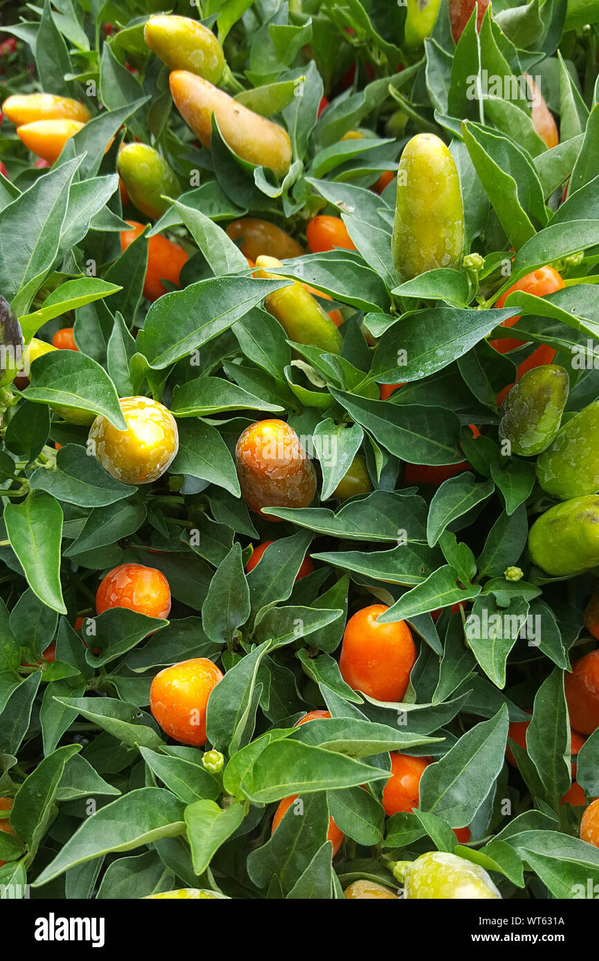 Chili pepper plants hi-res stock photography and images - Alamy