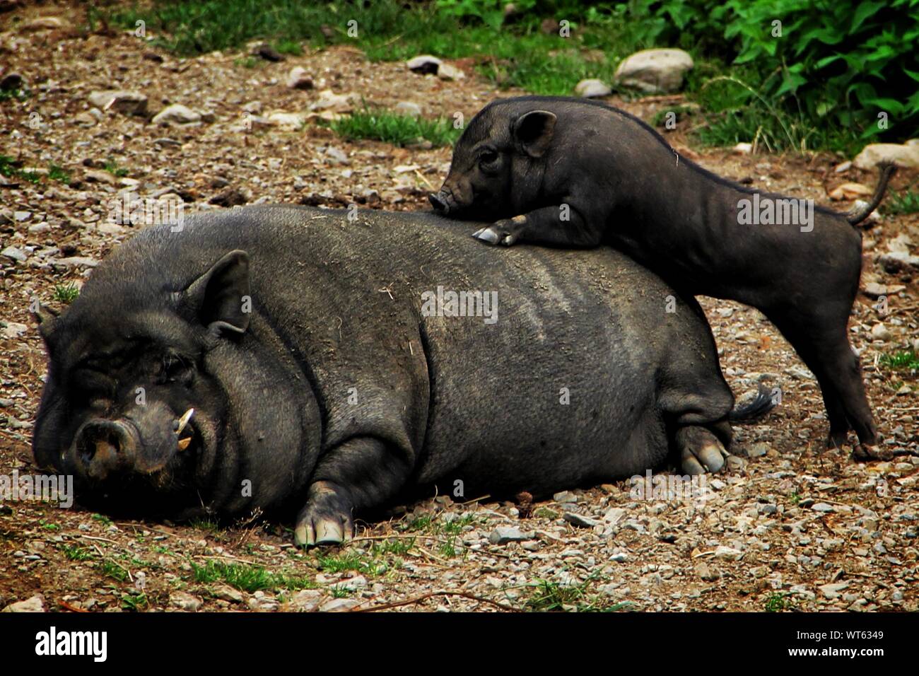 Pig lying down hi-res stock photography and images - Alamy