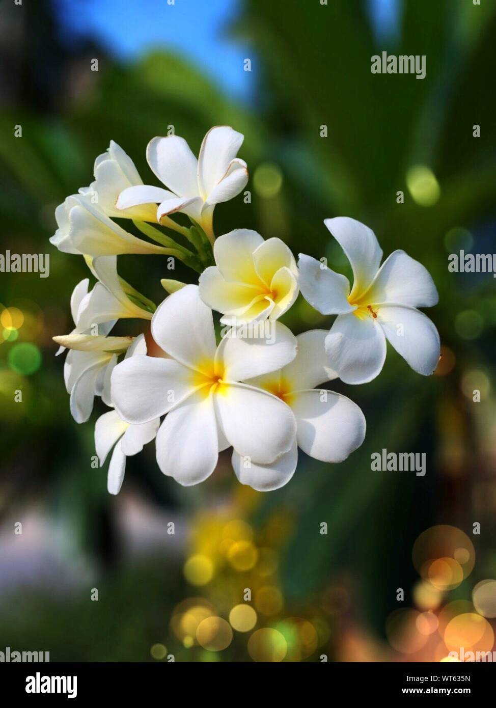 White Frangipani Tree High Resolution Stock Photography and Images - Alamy