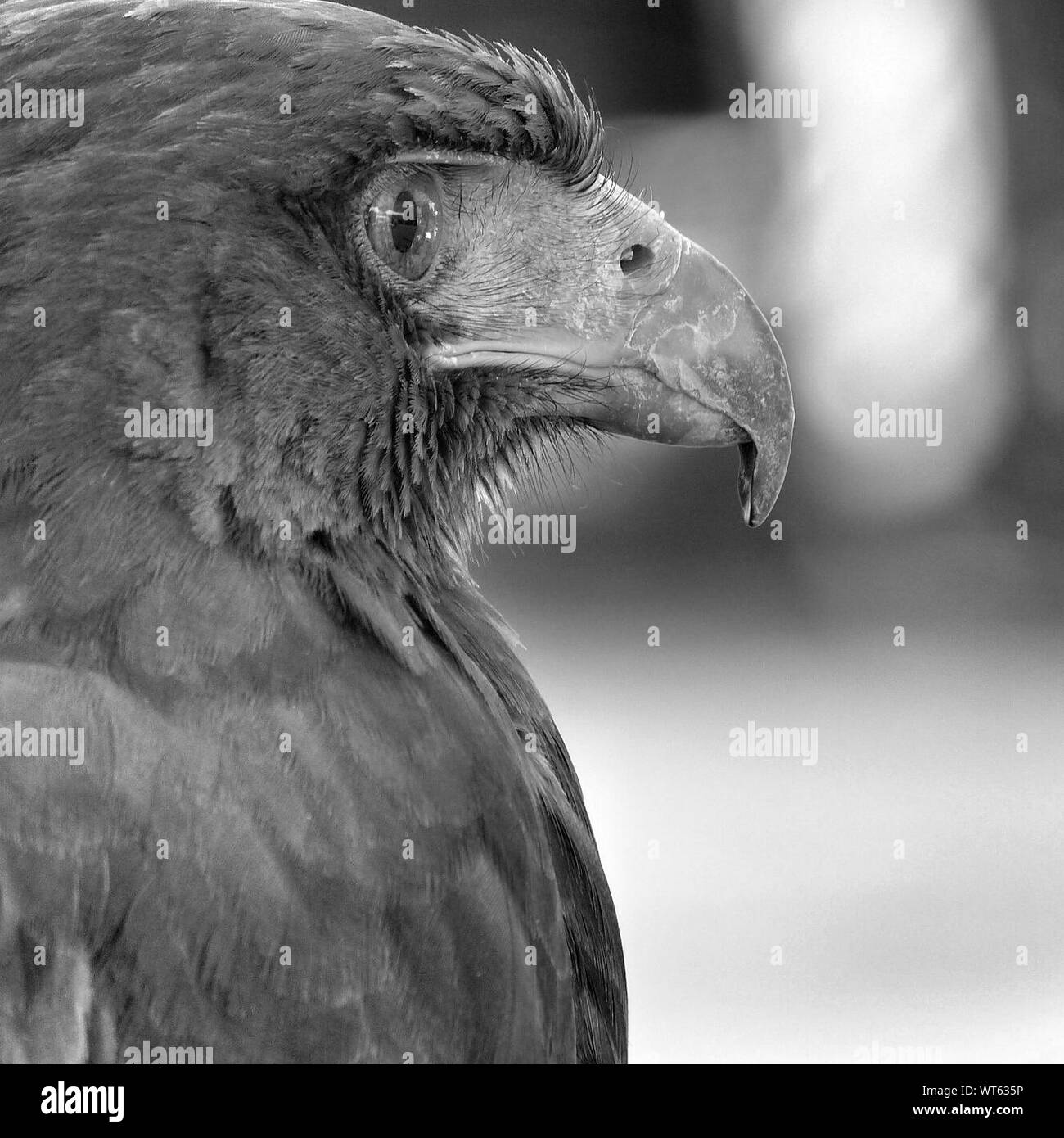 Side View Of Eagle Stock Photo - Alamy