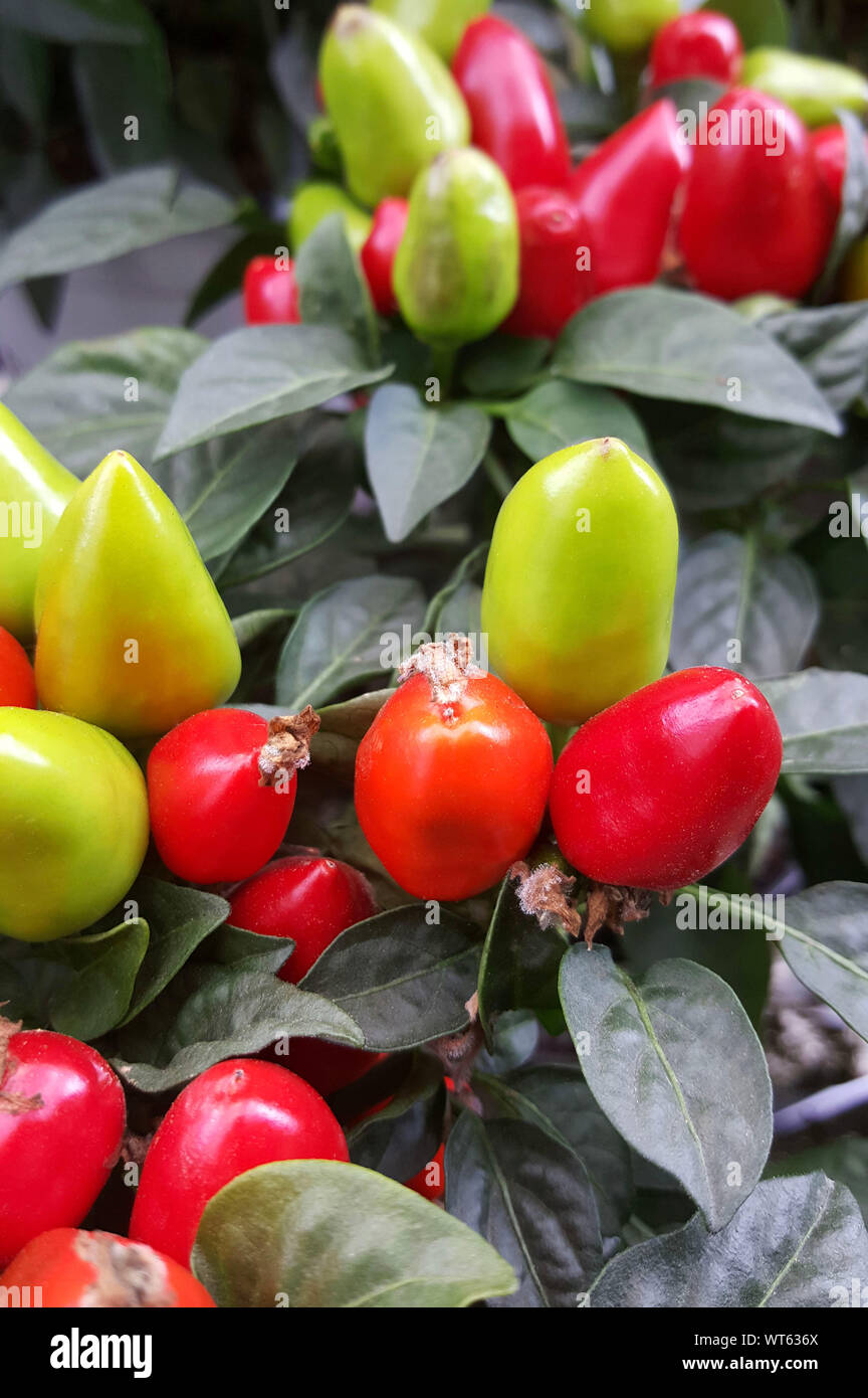 Ornamental chili pepper hi-res stock photography and images - Alamy