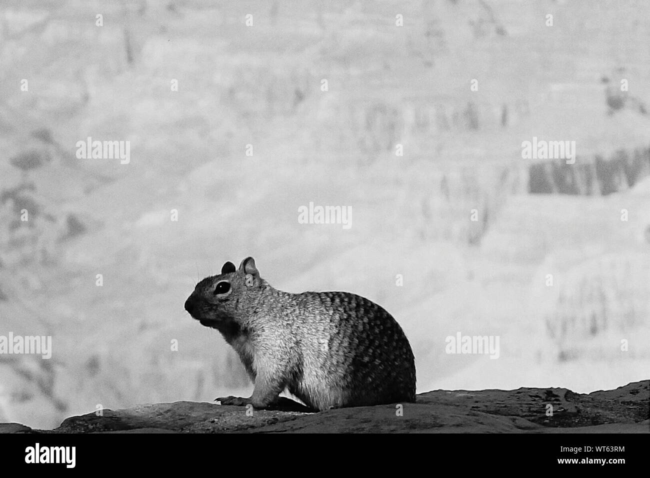 Rat view hi-res stock photography and images - Alamy
