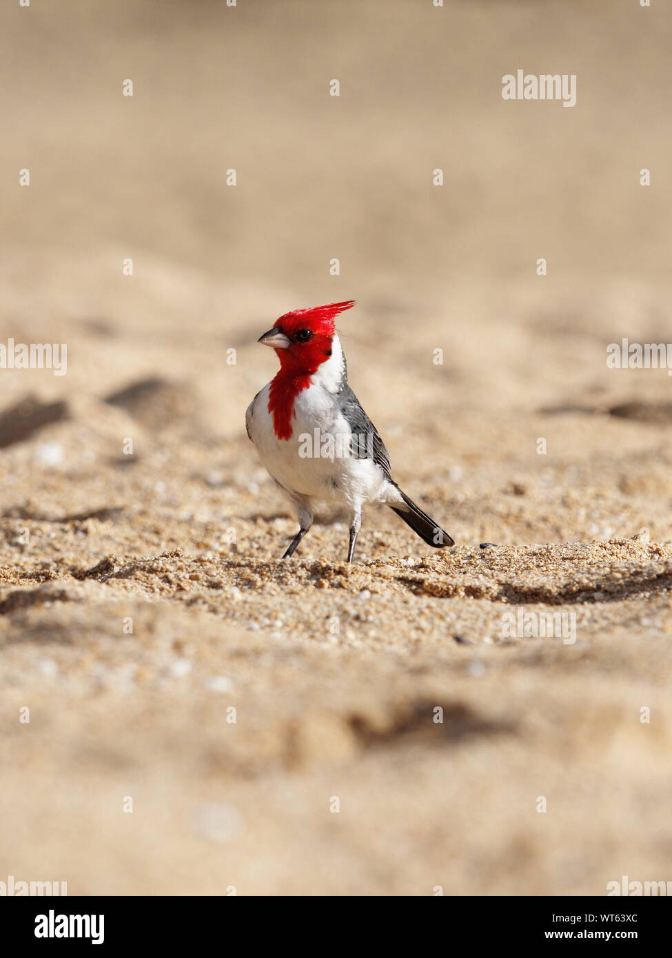 Red-crested cardinal/Paroaria coronata on the beach, Kauai, Hawaii ...