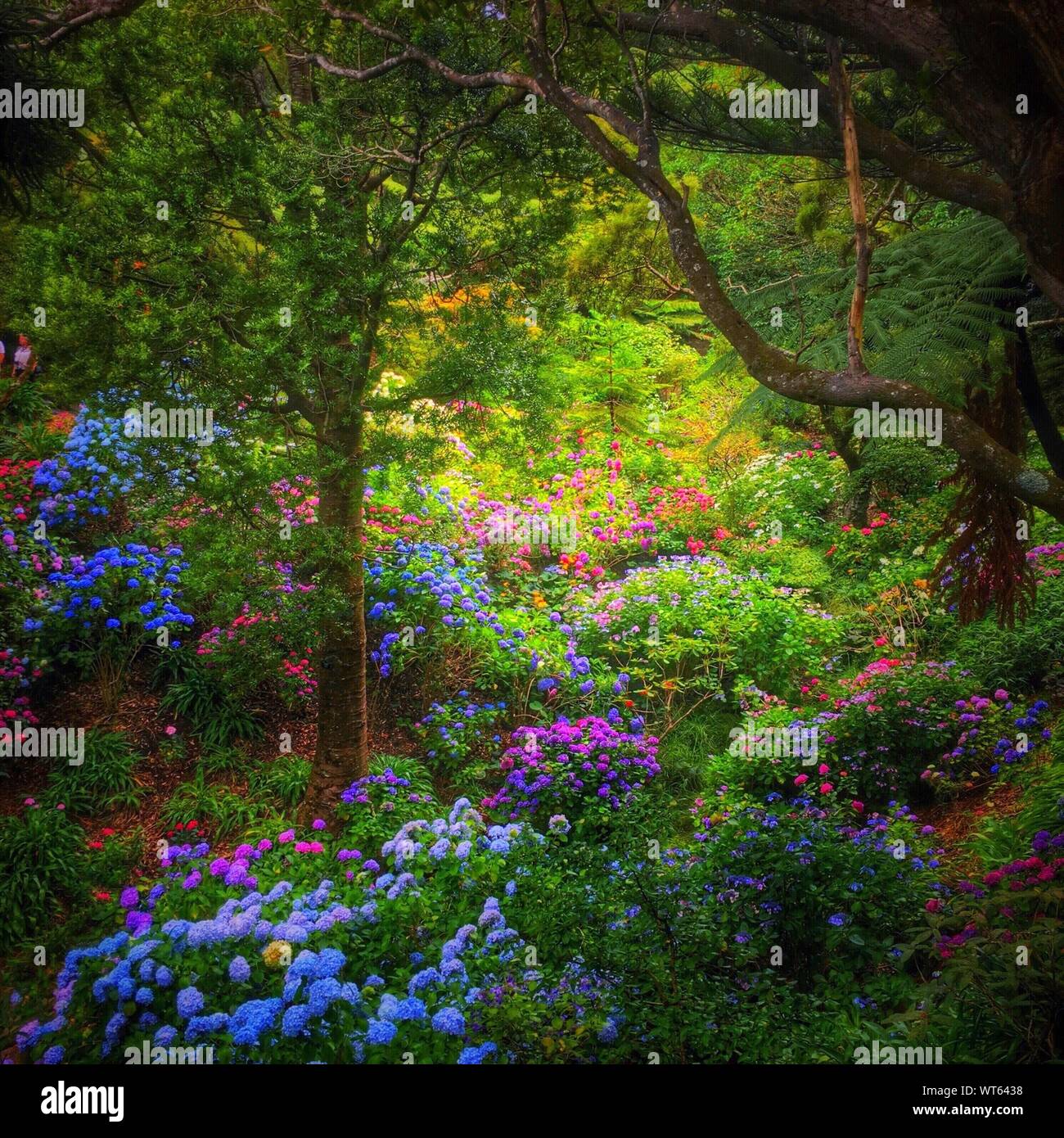 Rainforest Flowers High Resolution Stock Photography and Images - Alamy