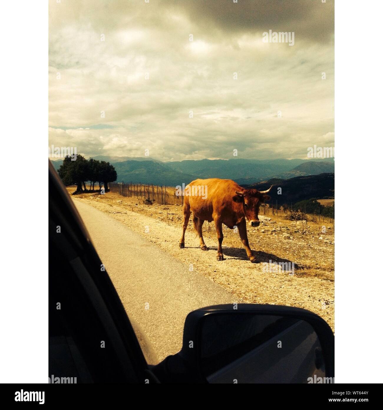 Cow walking on the road hi-res stock photography and images - Alamy