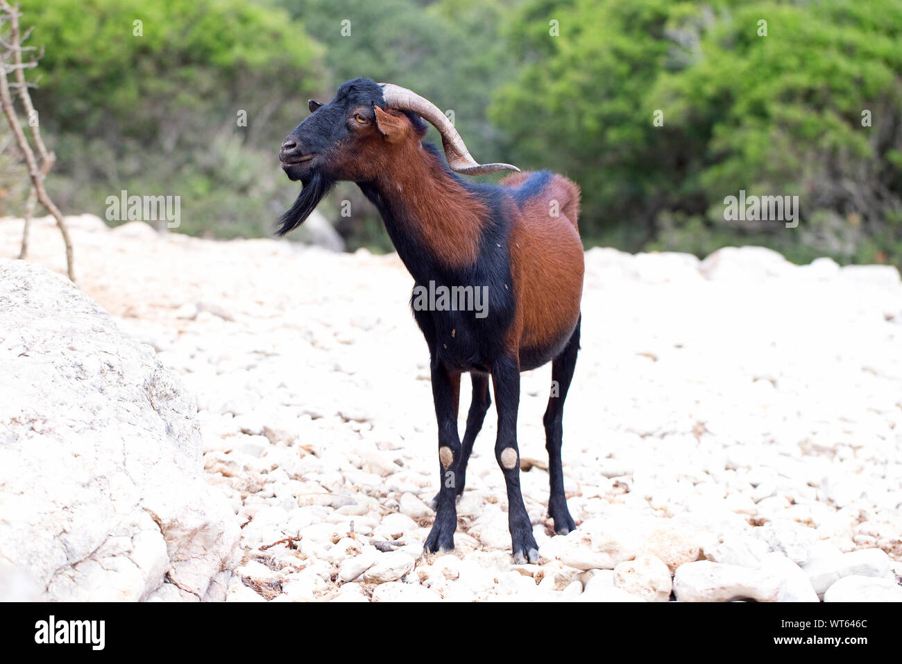 Balearian Feral Goat (Capra aegagrus hircus Stock Photo - Alamy