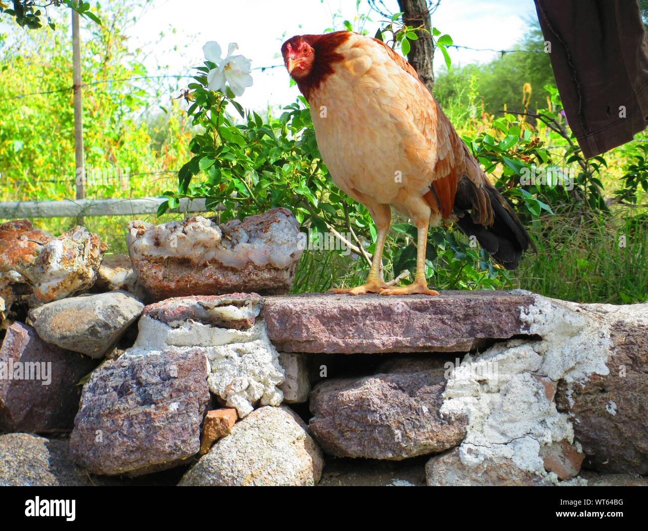 Hen by the wall hi-res stock photography and images - Alamy