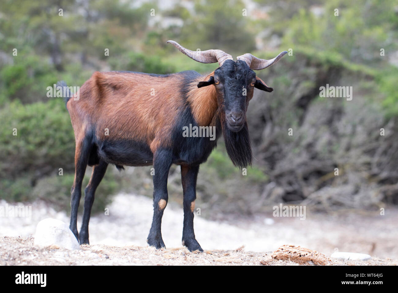 Balearian Feral Goat (Capra aegagrus hircus Stock Photo - Alamy