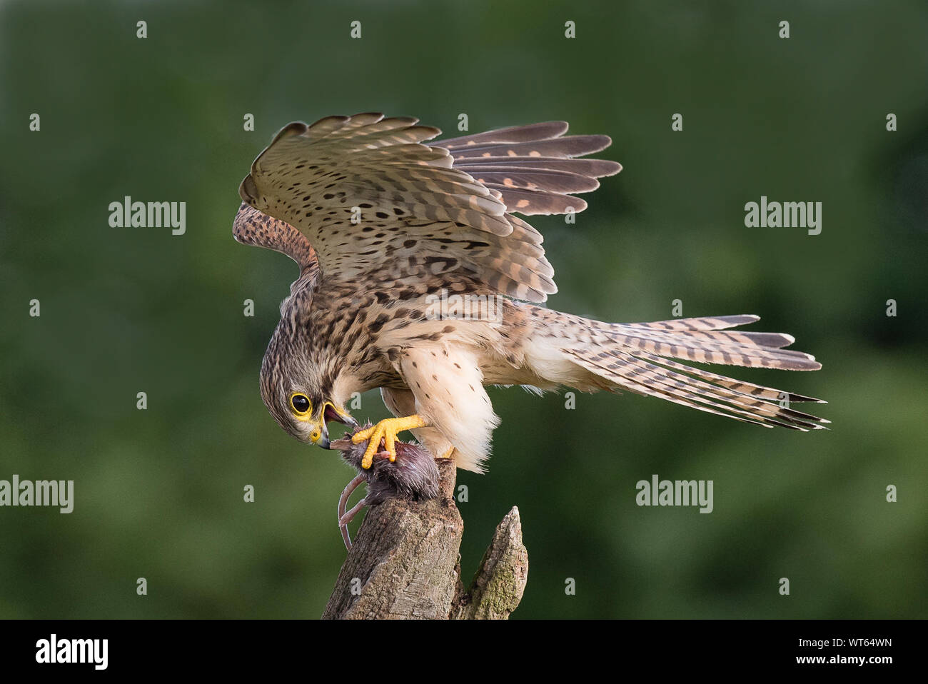 Focus on rat hi-res stock photography and images - Alamy