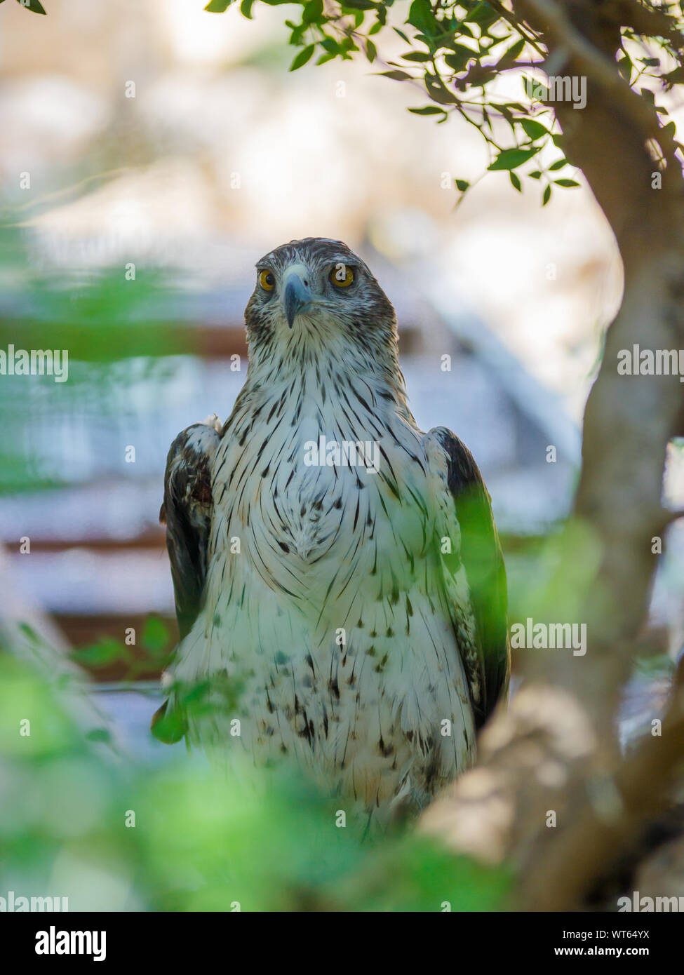 Long legged buzzard hi-res stock photography and images - Alamy