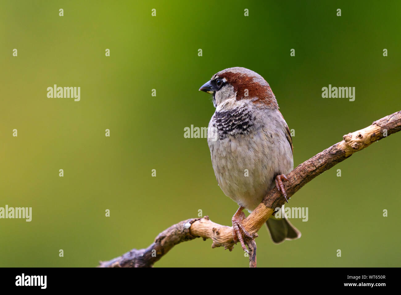 House Sparrow Passer domesticus Stock Photo - Alamy