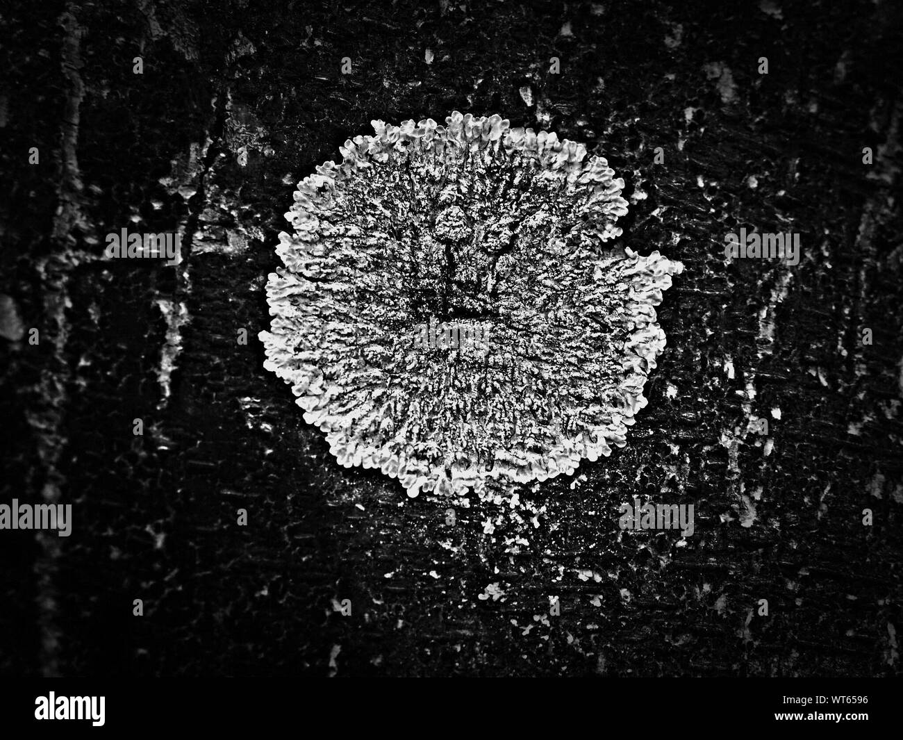 Black tree fungus hi-res stock photography and images - Alamy