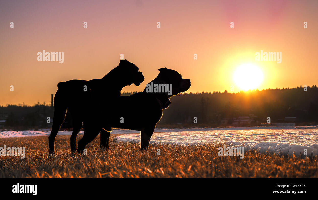 Silhouette two dogs hi-res stock photography and images - Alamy