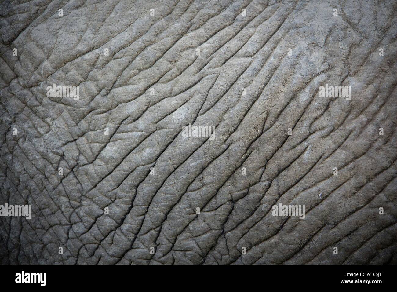 Full body of elephant hi-res stock photography and images - Alamy