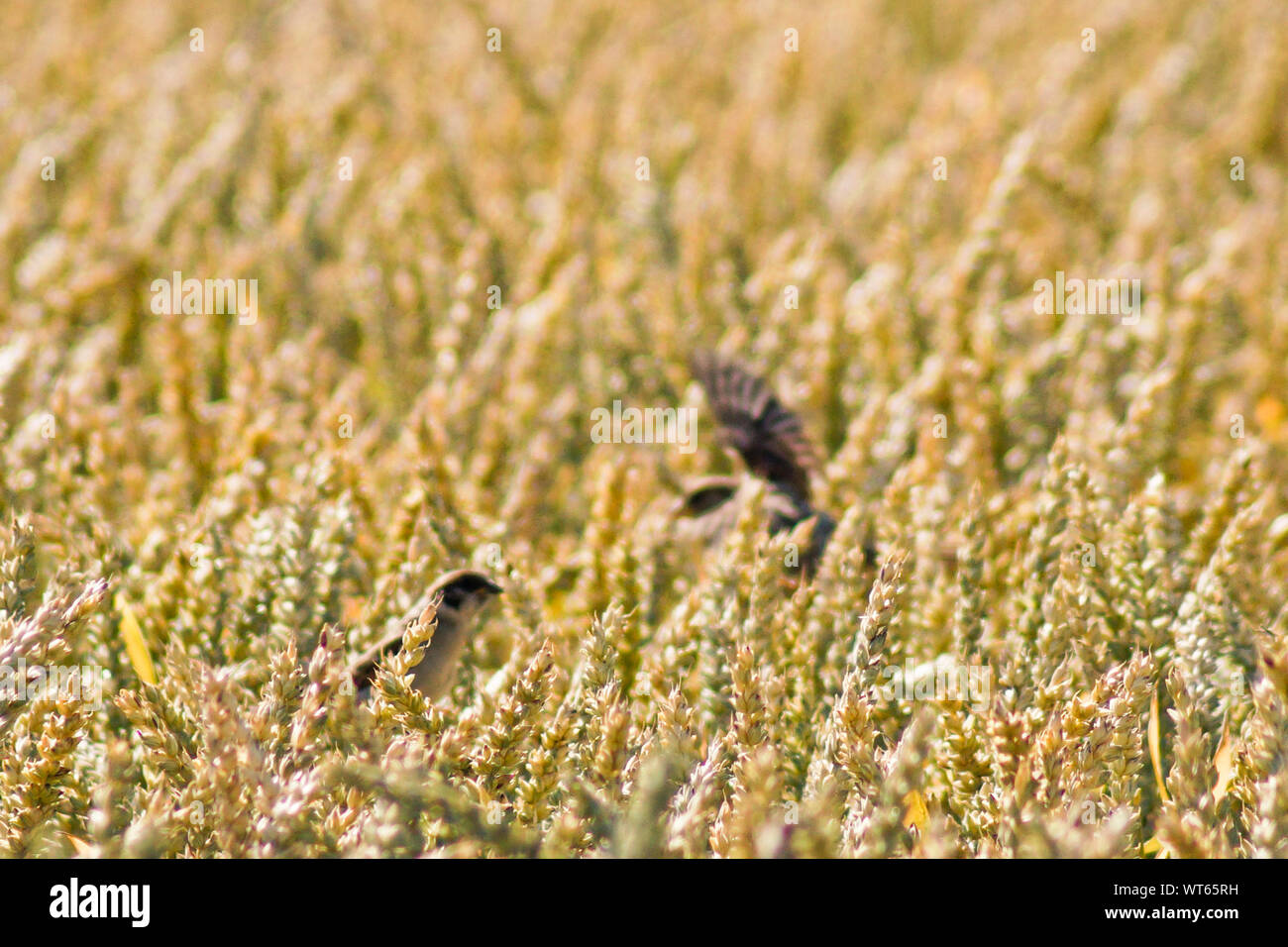 Sparrows wheat hi-res stock photography and images - Alamy