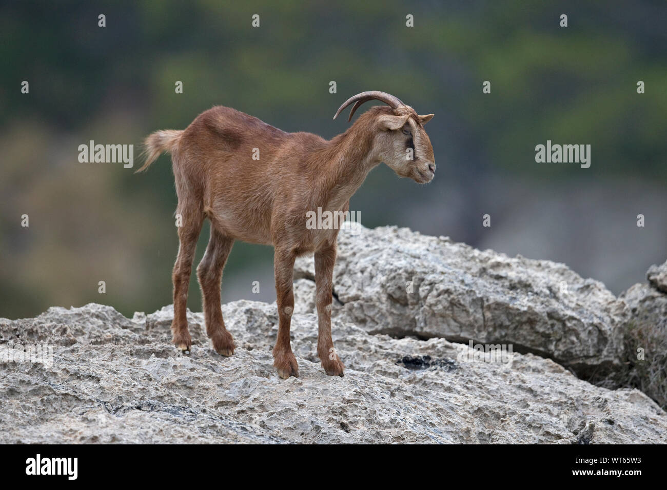 Balearian Feral Goat (Capra aegagrus hircus Stock Photo - Alamy