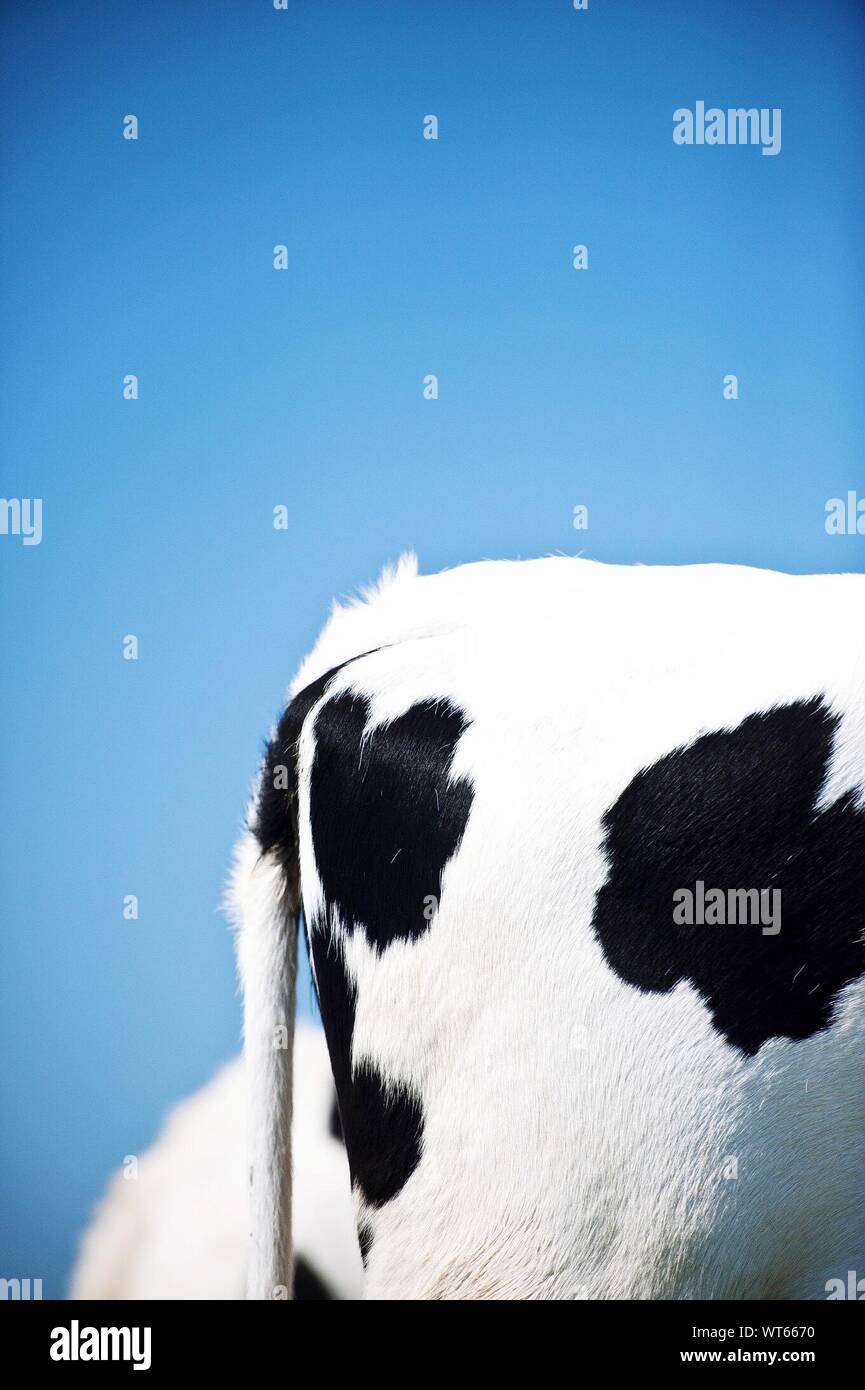 Rear End Dairy Cow High Resolution Stock Photography and Images - Alamy