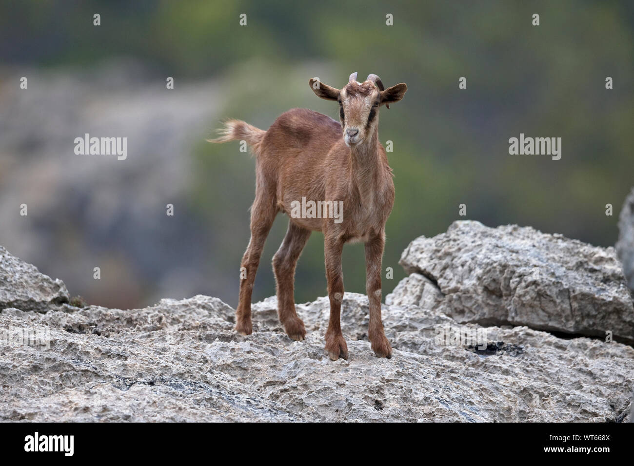 Balearian Feral Goat (Capra aegagrus hircus Stock Photo - Alamy