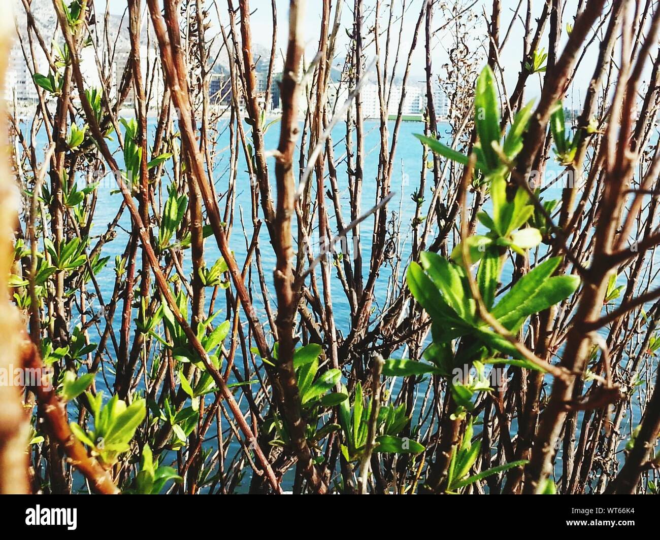 Behind bushes hi-res stock photography and images - Alamy