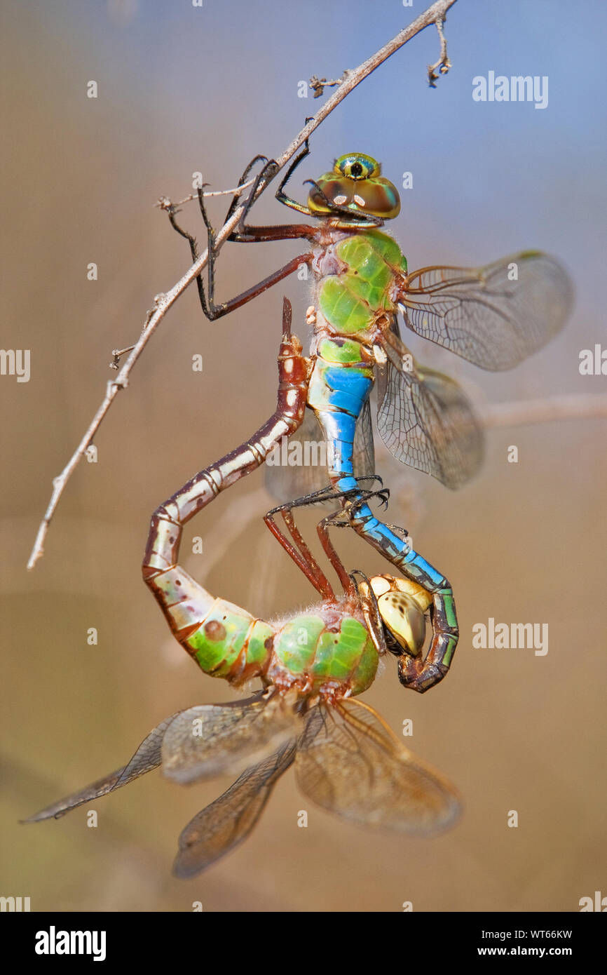 Two dragonflies mating hi-res stock photography and images - Alamy