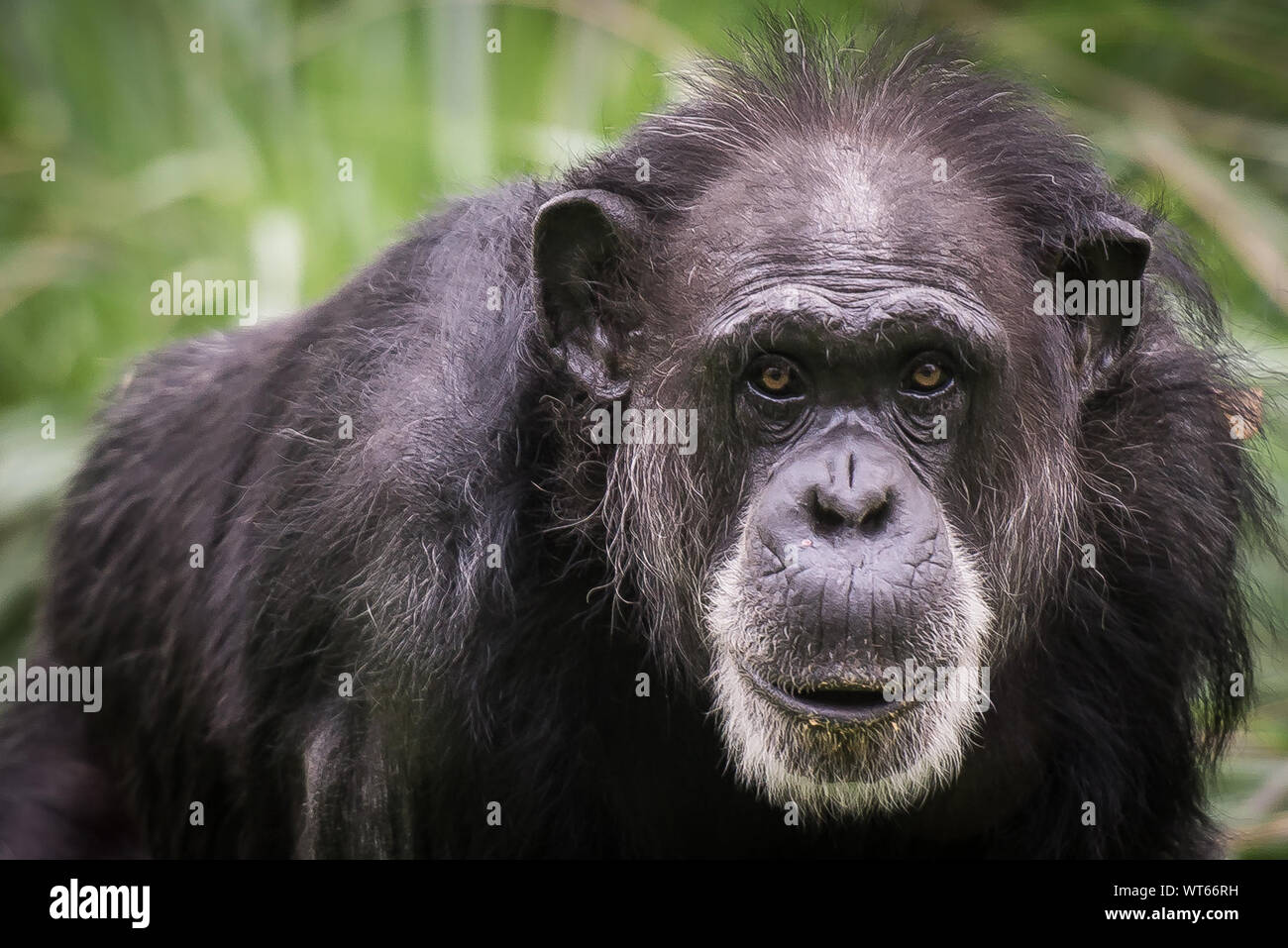 Chimpanzee looking at the camera hi-res stock photography and images ...