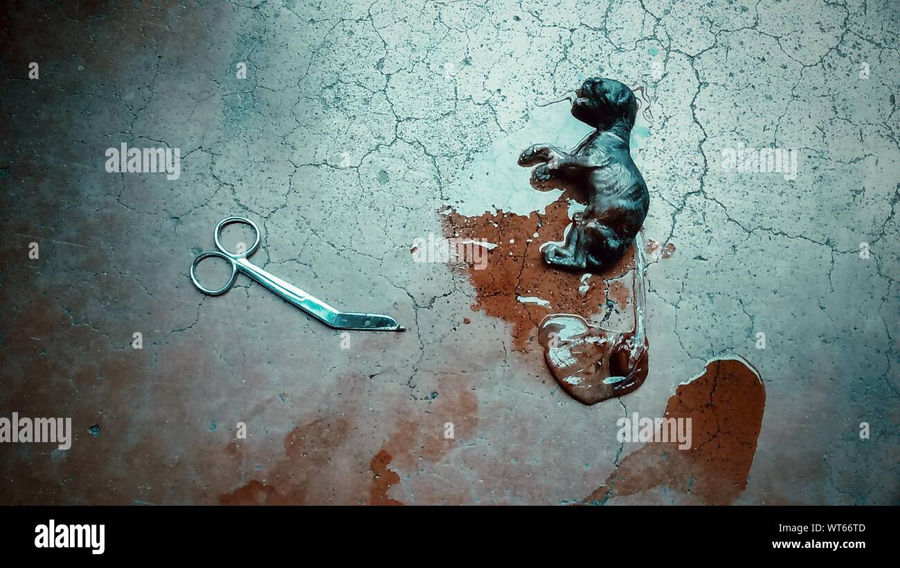 Dead Cat High Resolution Stock Photography and Images - Alamy