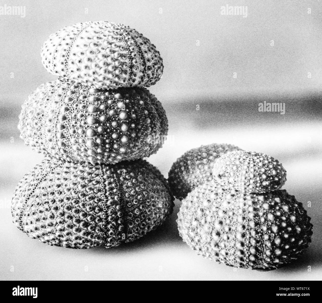Close up sea shell on beach Black and White Stock Photos & Images - Alamy