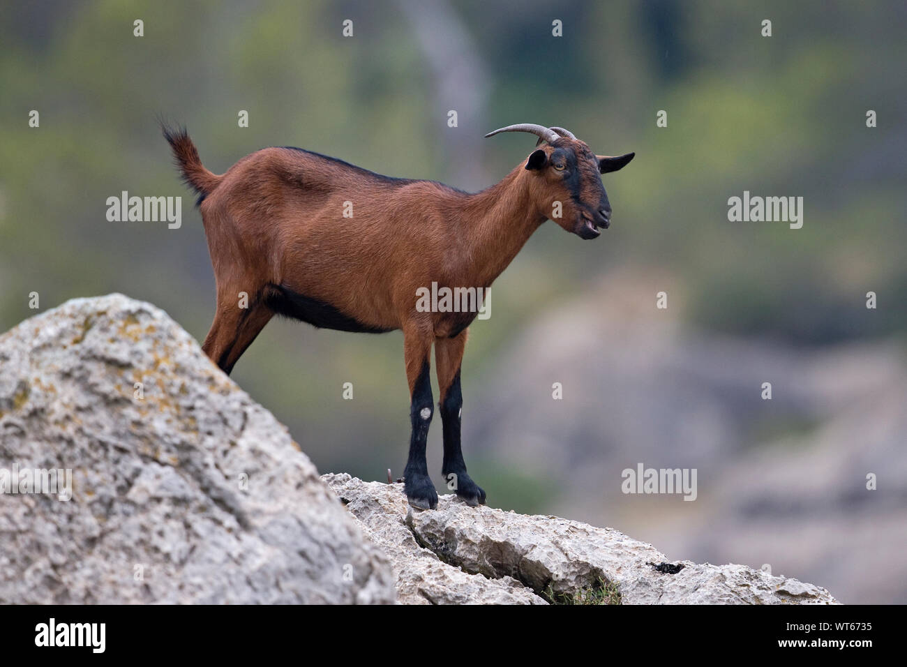 Balearian Feral Goat (Capra aegagrus hircus Stock Photo - Alamy