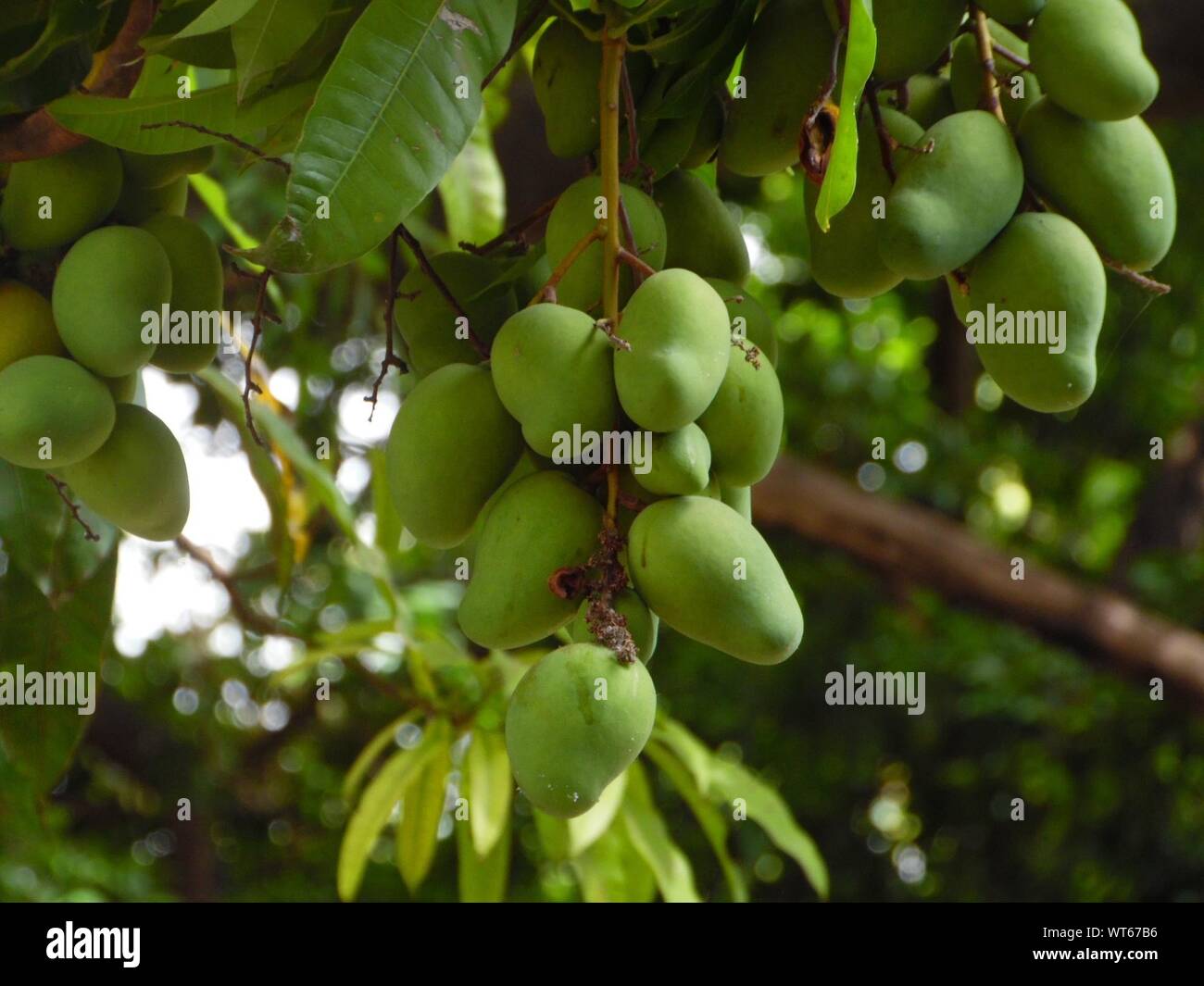 Mango Tree Ripe Mangoes Hanging High Resolution Stock Photography and ...