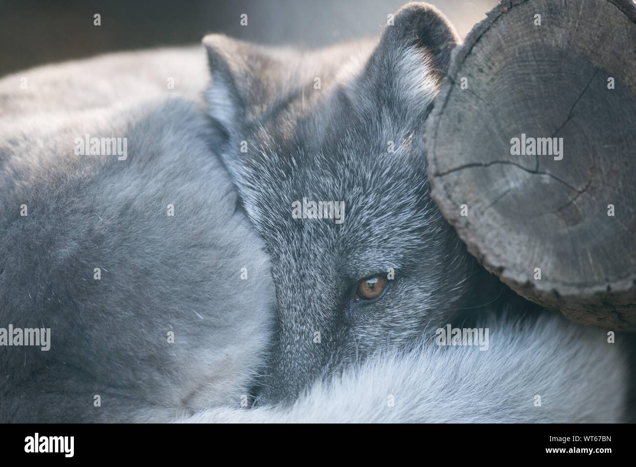 Moritzburg, Germany. 11th Sep, 2019. An arctic fox, also known as an ...