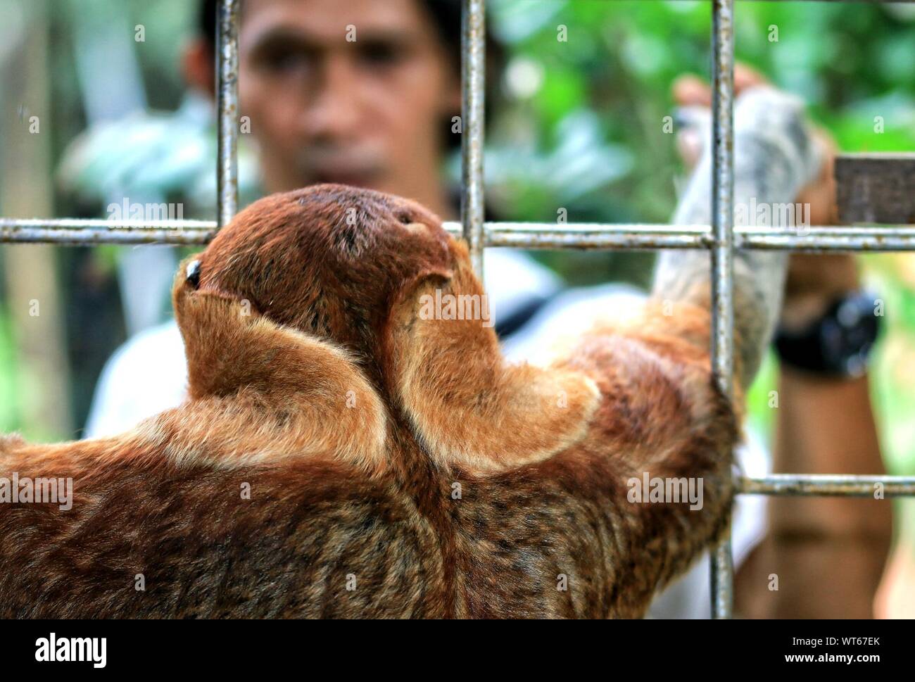 Sloth Zoo High Resolution Stock Photography and Images - Alamy