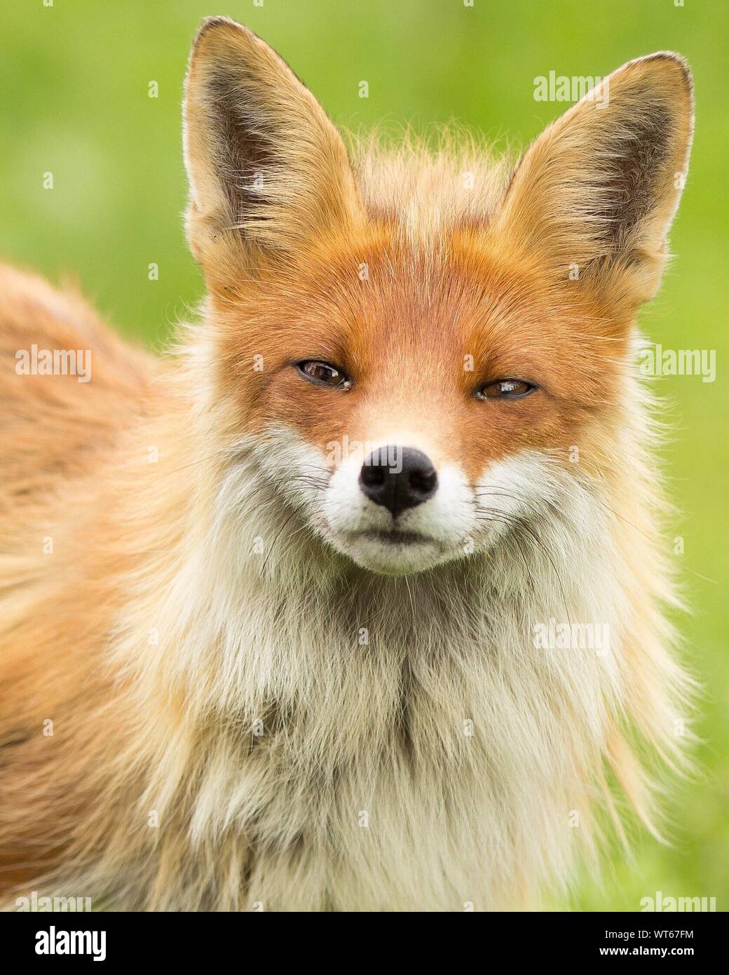 Portrait of fox hi-res stock photography and images - Alamy