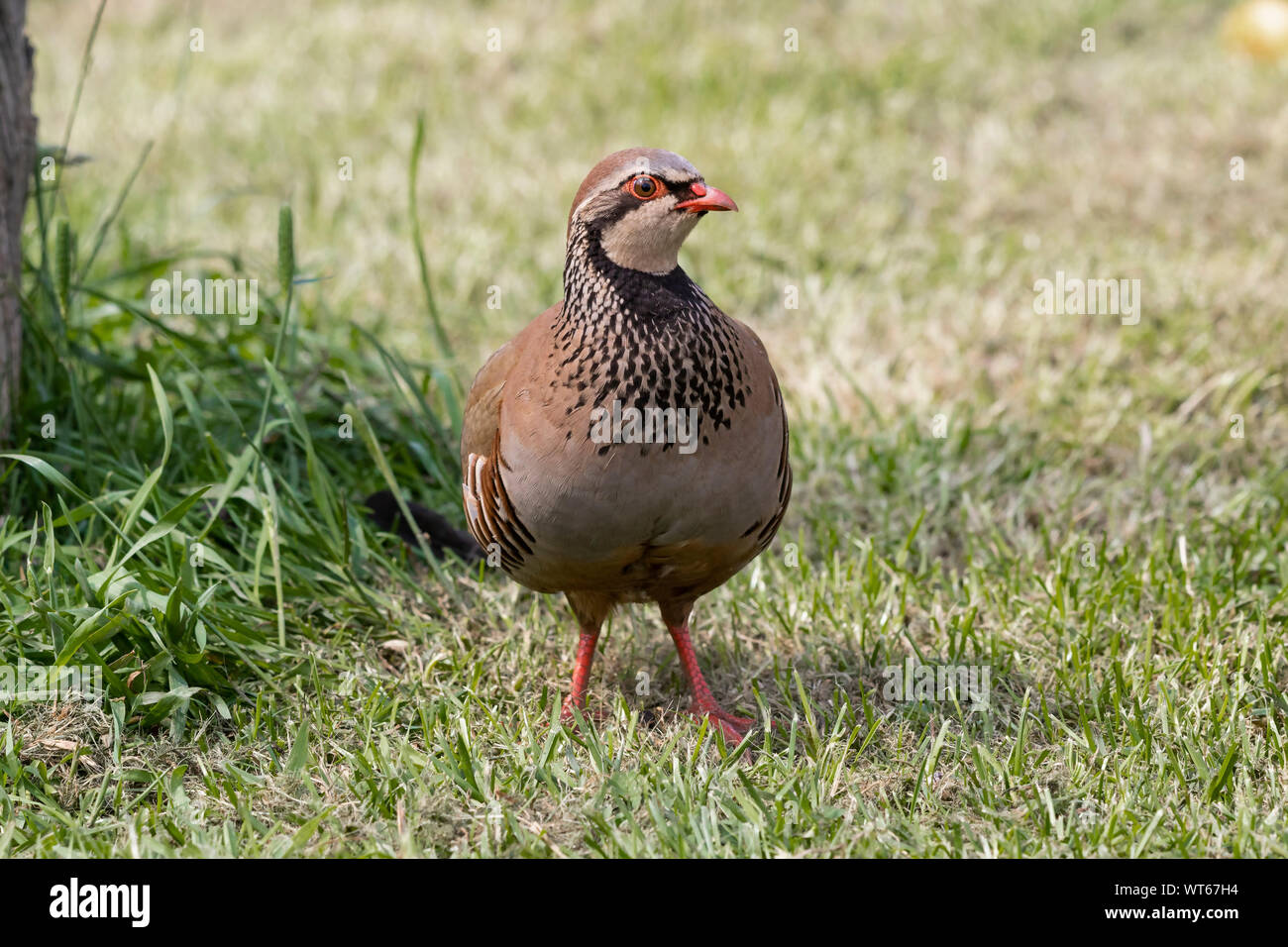 Red-legged Partridge Alectoris rufa Stock Photo - Alamy