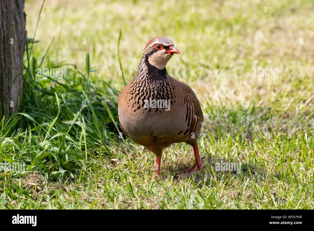 Red-legged Partridge Alectoris rufa Stock Photo - Alamy