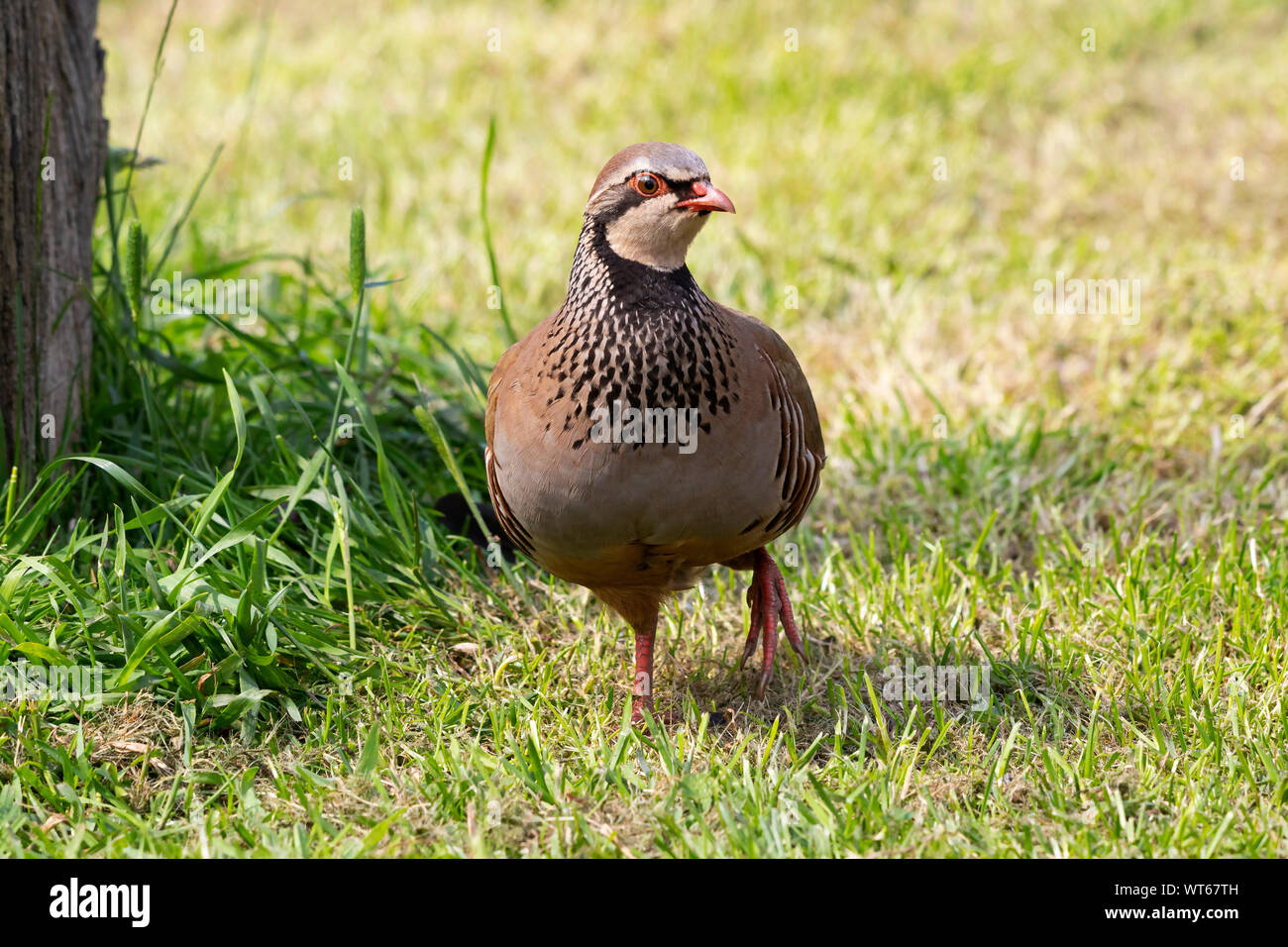 Red-legged Partridge Alectoris rufa Stock Photo - Alamy