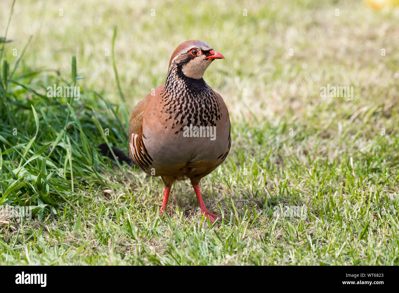 Red-legged Partridge Alectoris rufa Stock Photo - Alamy